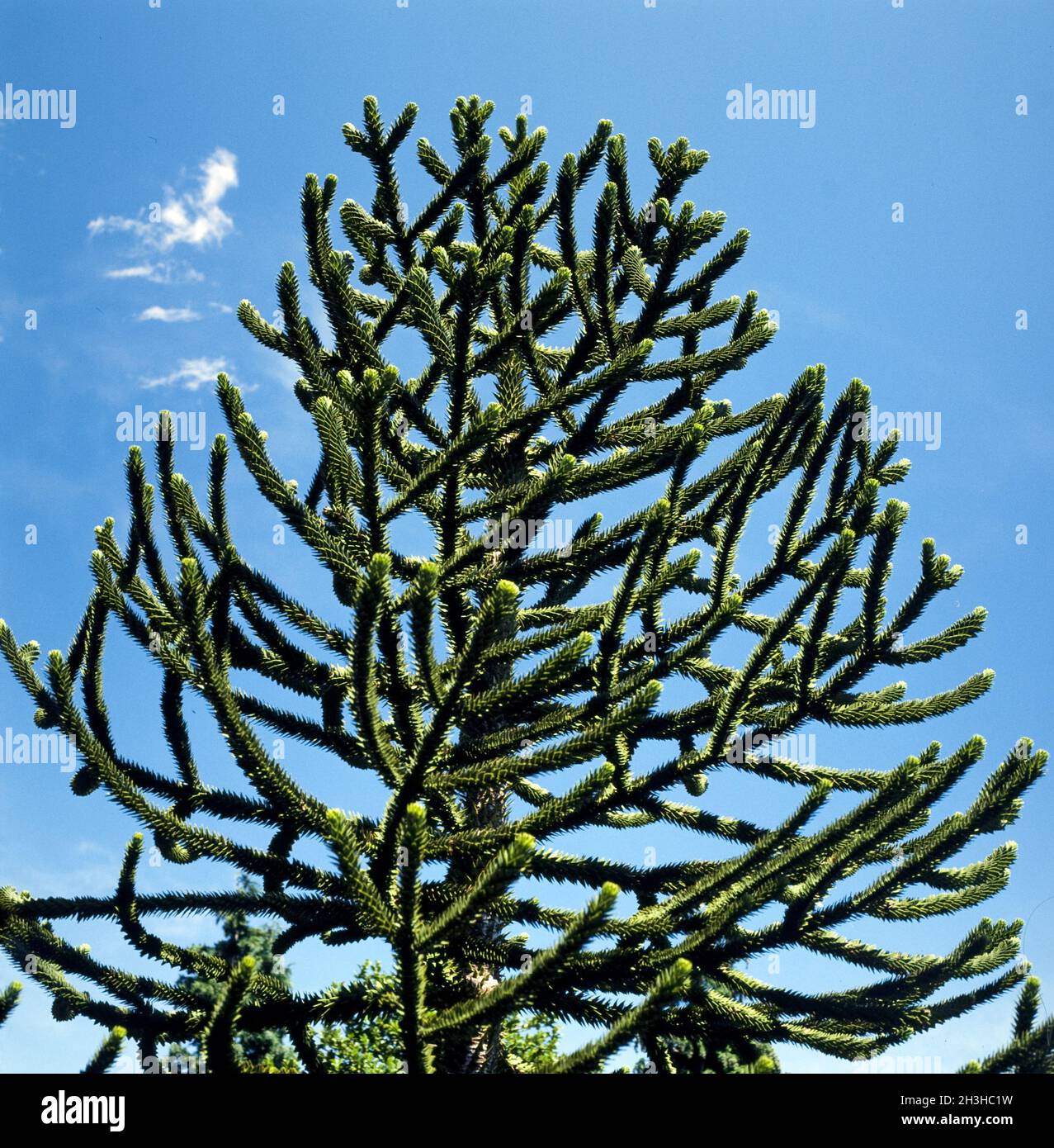 Baum araucaria araucana hi-res stock photography and images - Alamy