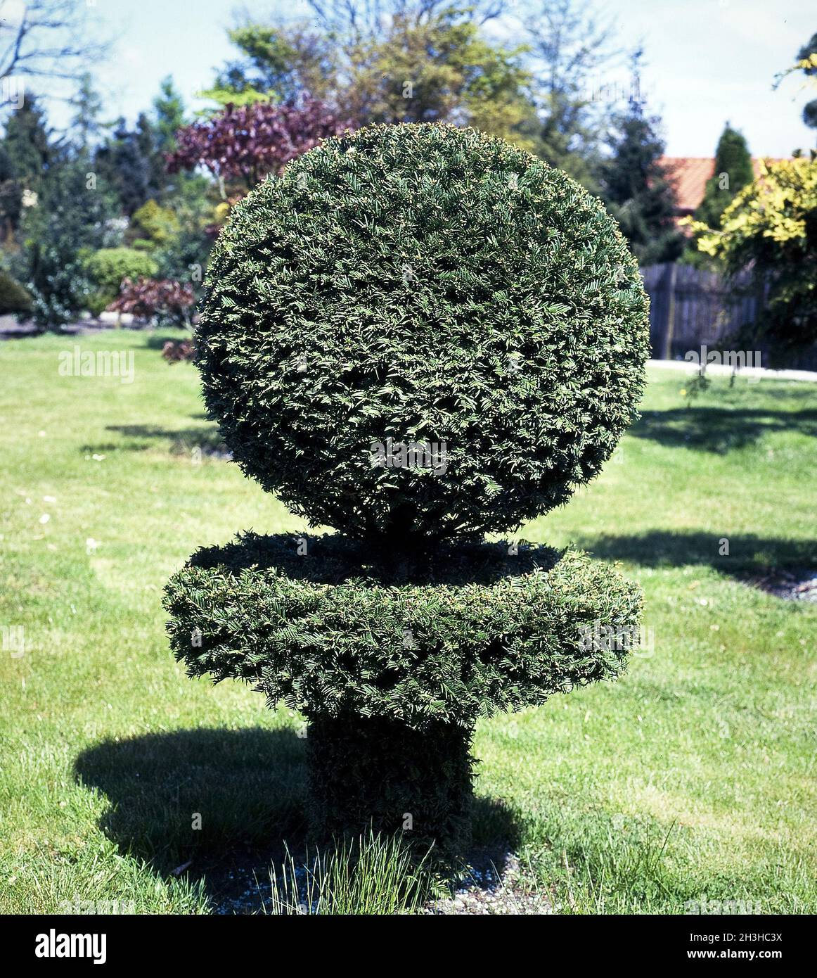 Yew Topiary High Resolution Stock Photography and Images - Alamy