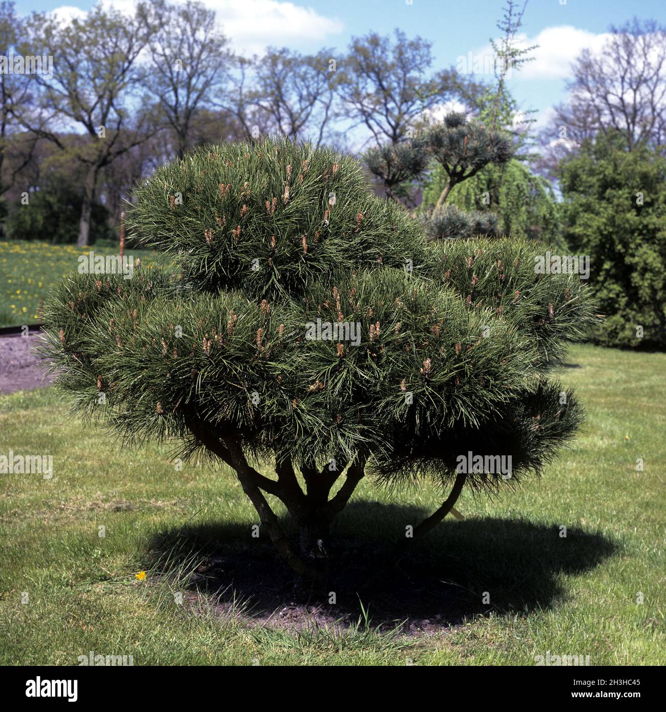 Trimmed pine tree hi-res stock photography and images - Alamy