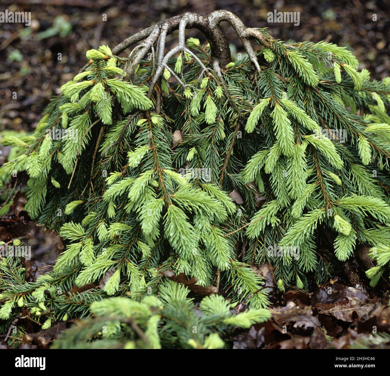 Picea abies pendula hi-res stock photography and images - Alamy