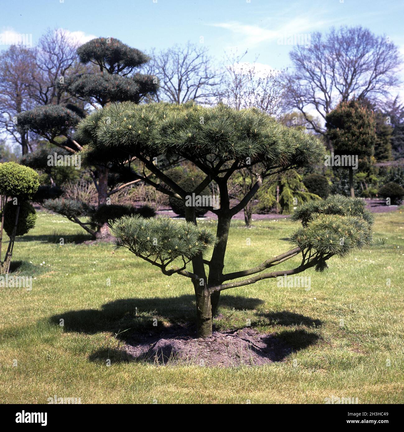 Trimmed pine tree hi-res stock photography and images - Alamy
