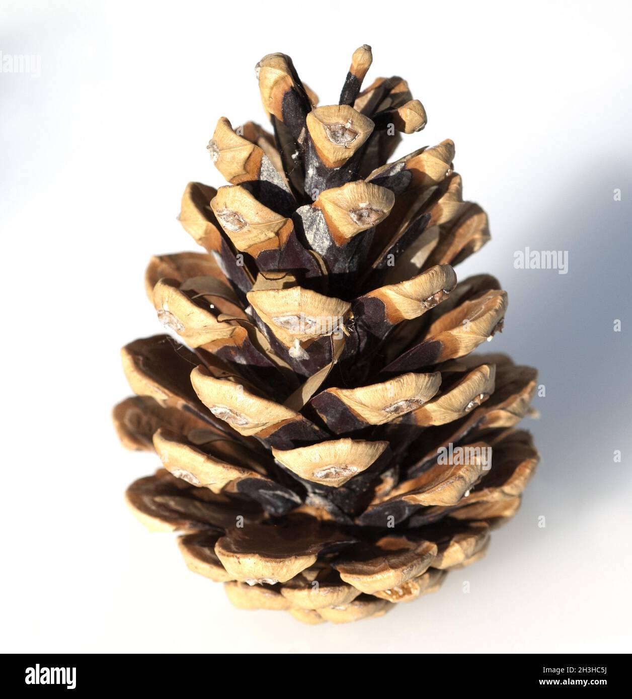 Pine cone, pine, pinus Stock Photo - Alamy