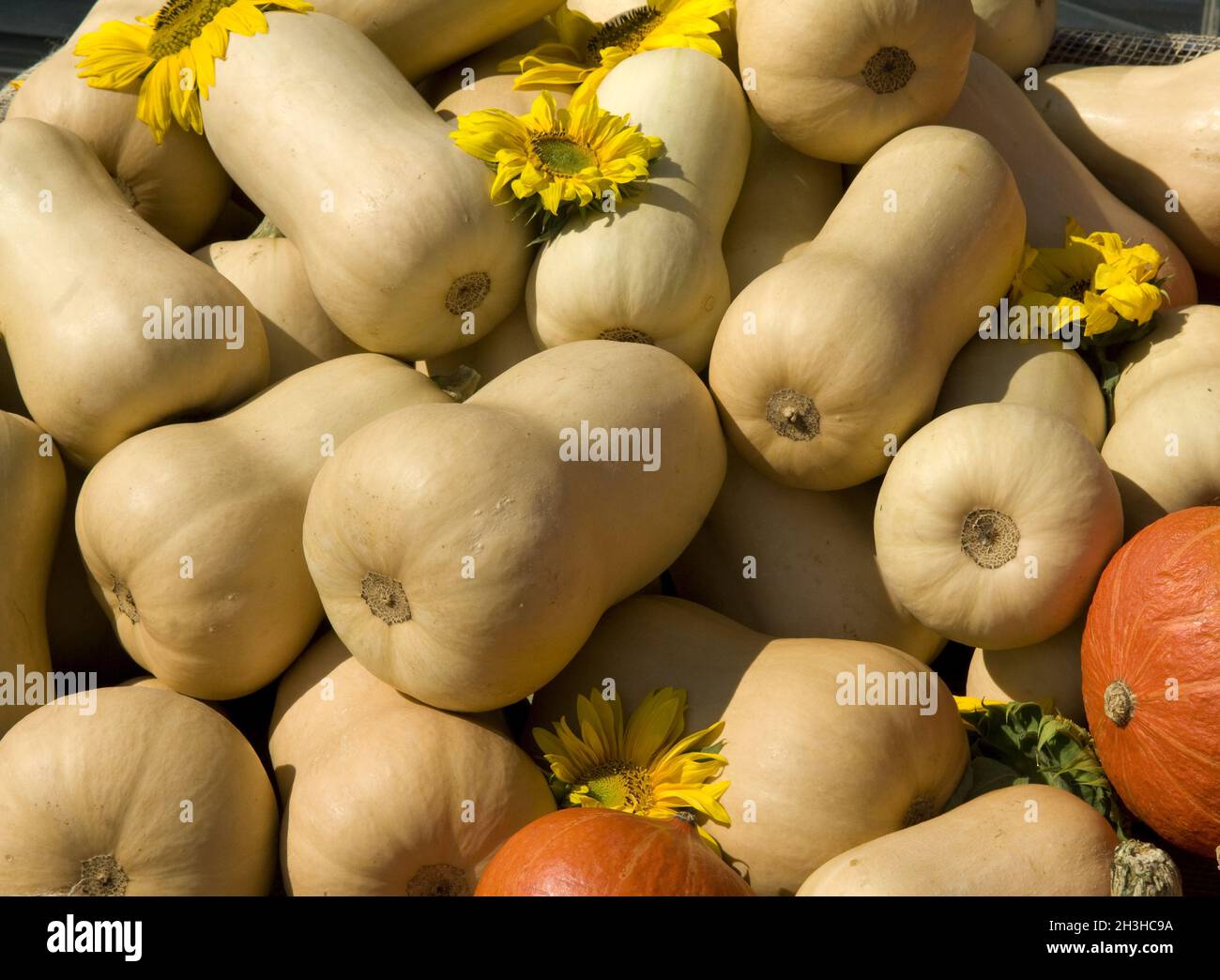 Early butternut hi-res stock photography and images - Alamy