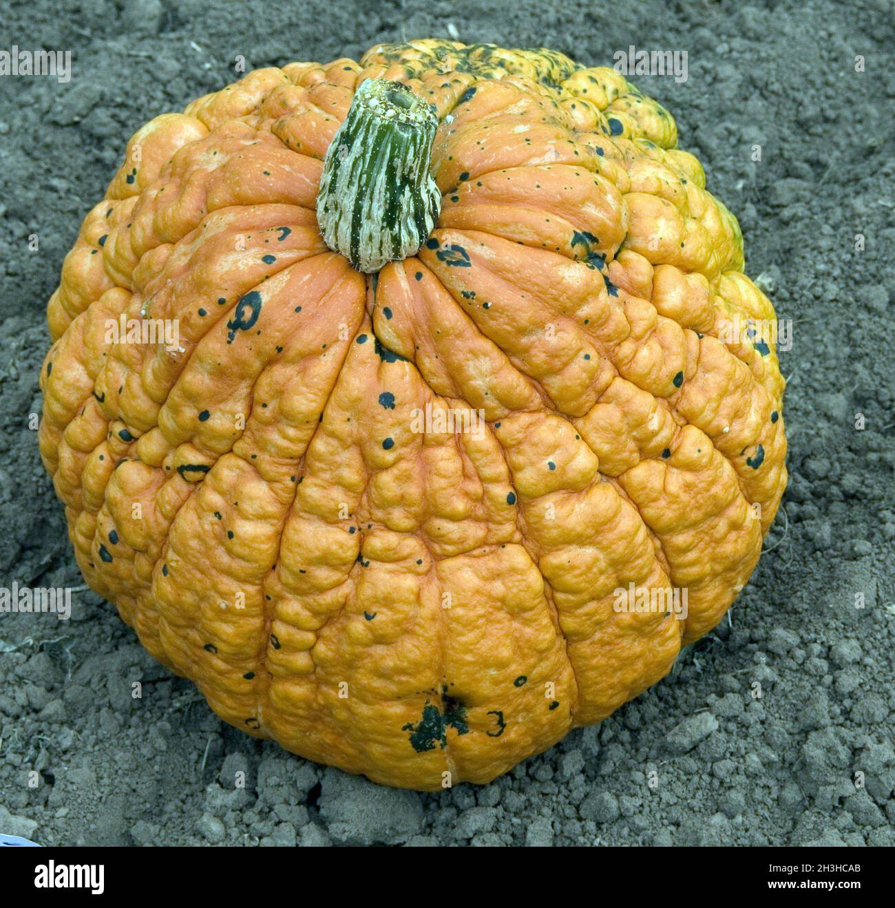 Big red warty, pumpkin Stock Photo - Alamy