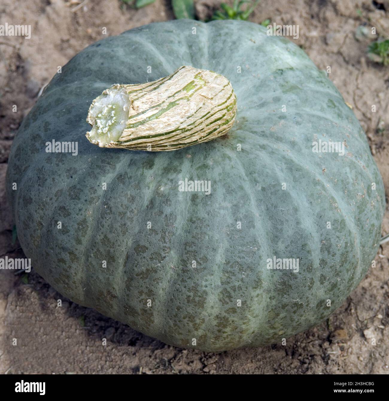 Edible pumpkin; Blue Kuri Stock Photo - Alamy