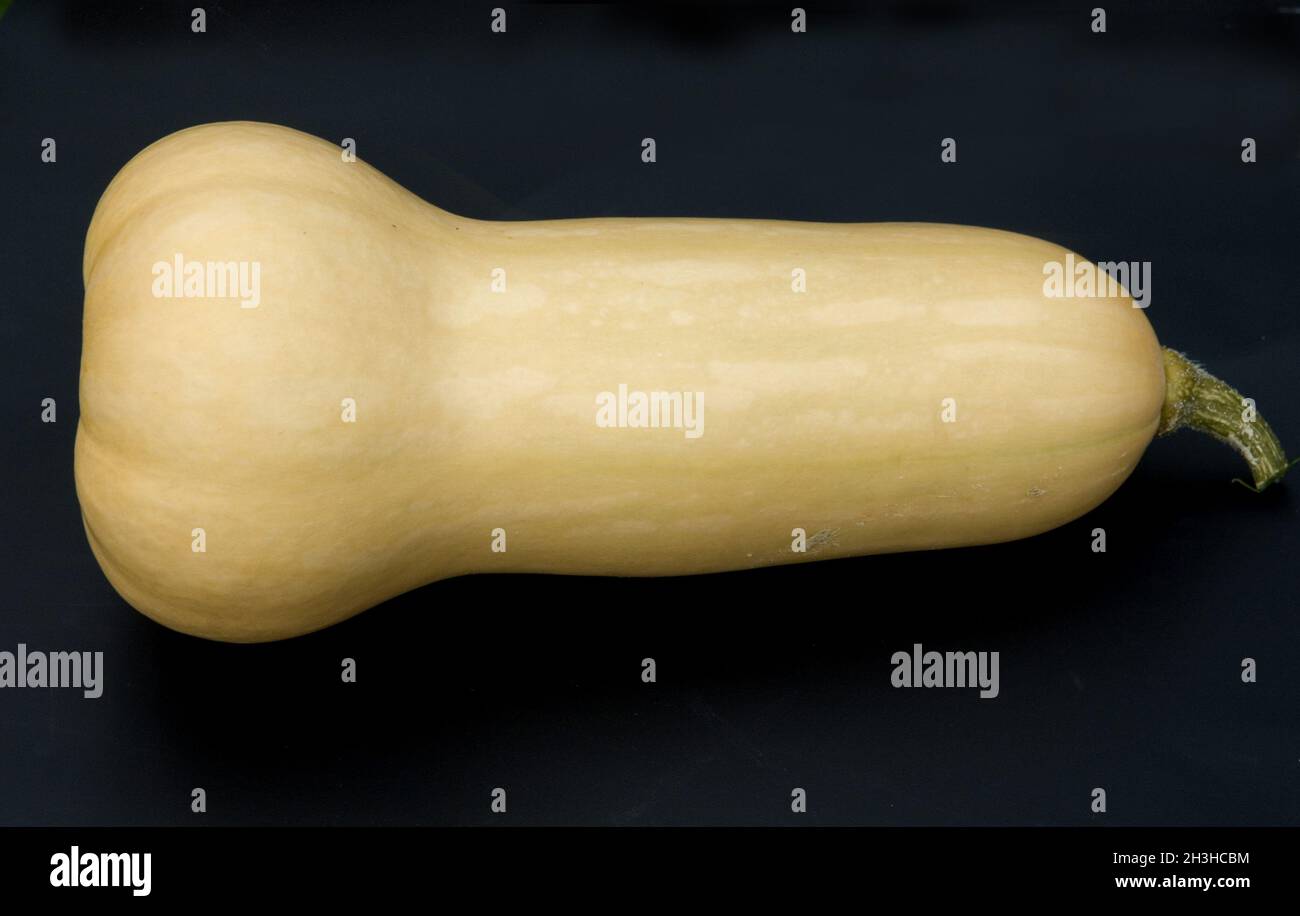 Squash, Early Butternut Stock Photo - Alamy