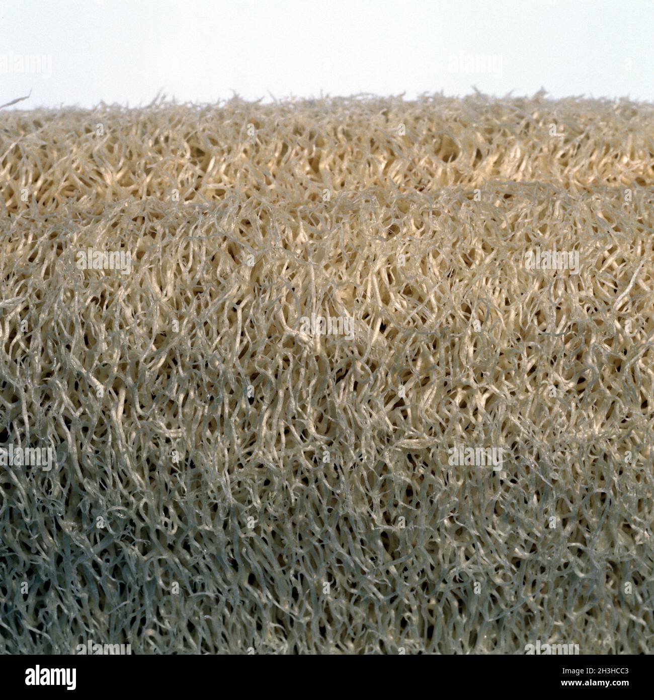 Fibrous sponge hi-res stock photography and images - Alamy