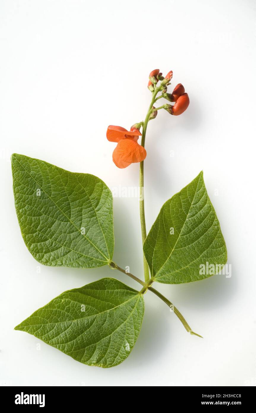 Fire bean flower; Fire bean; Phaseolus coccineus Stock Photo - Alamy