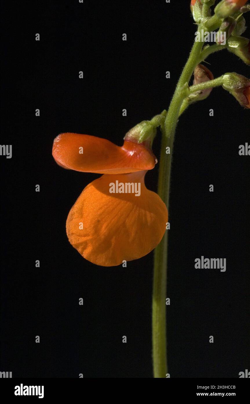 Fire bean flower; Phaseolus coccineus Stock Photo - Alamy