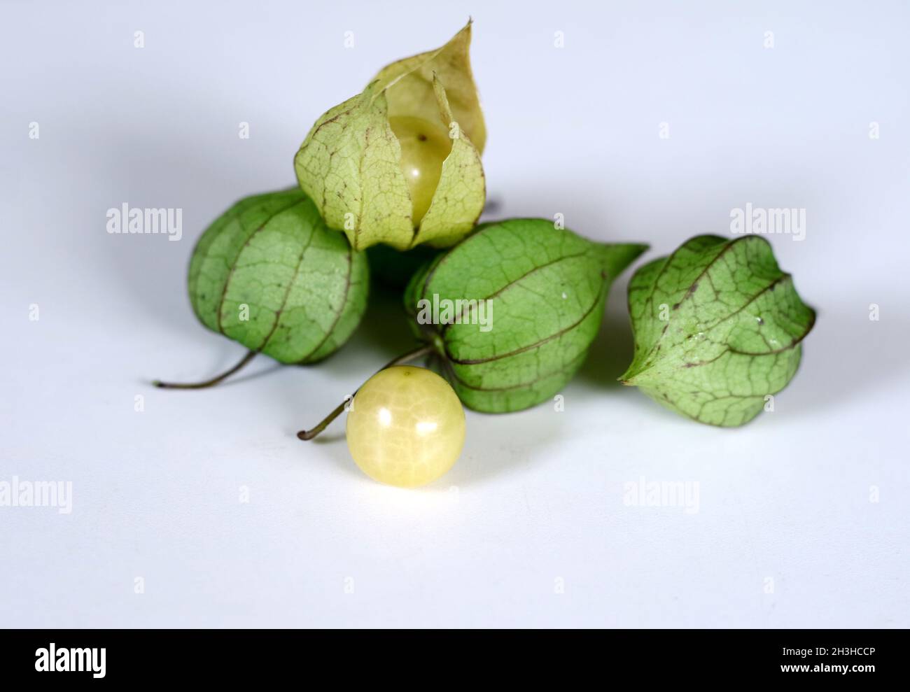 Golden berry fruit and leaf, in Indonesia called ciplukan, on white ...