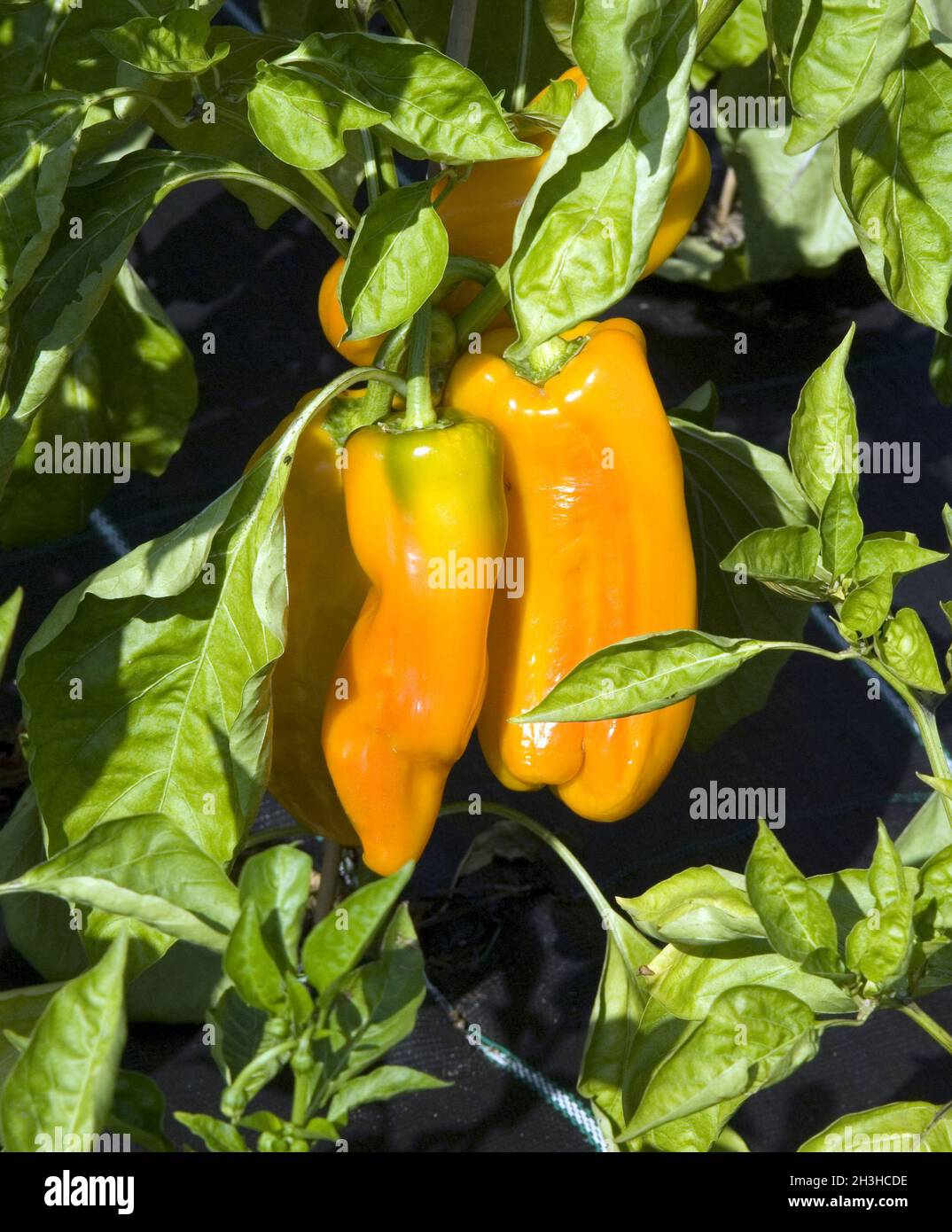 Peppers; Capsicum annuum, orange Stock Photo - Alamy