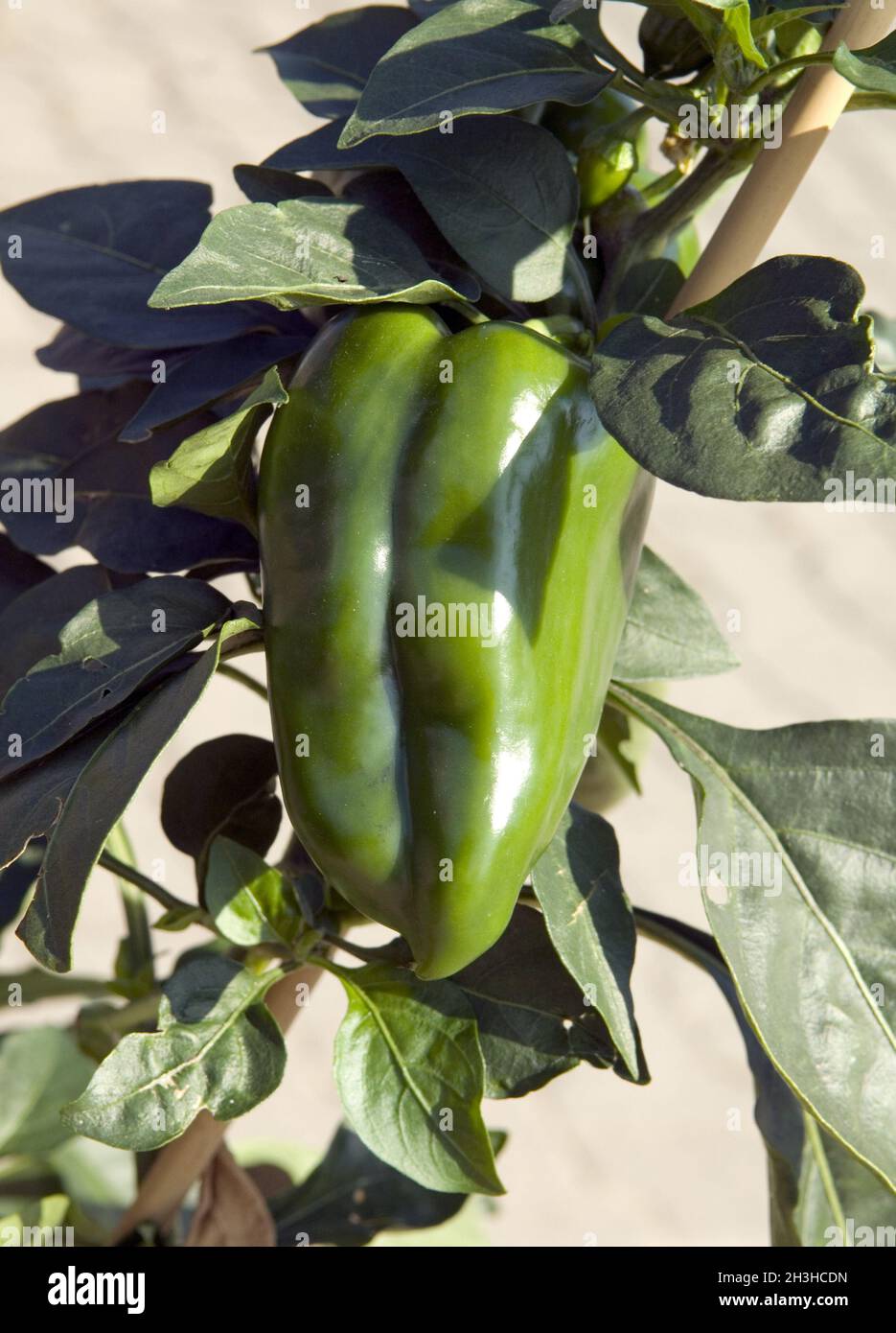 Peppers; Capsicum annuum, Green Stock Photo - Alamy