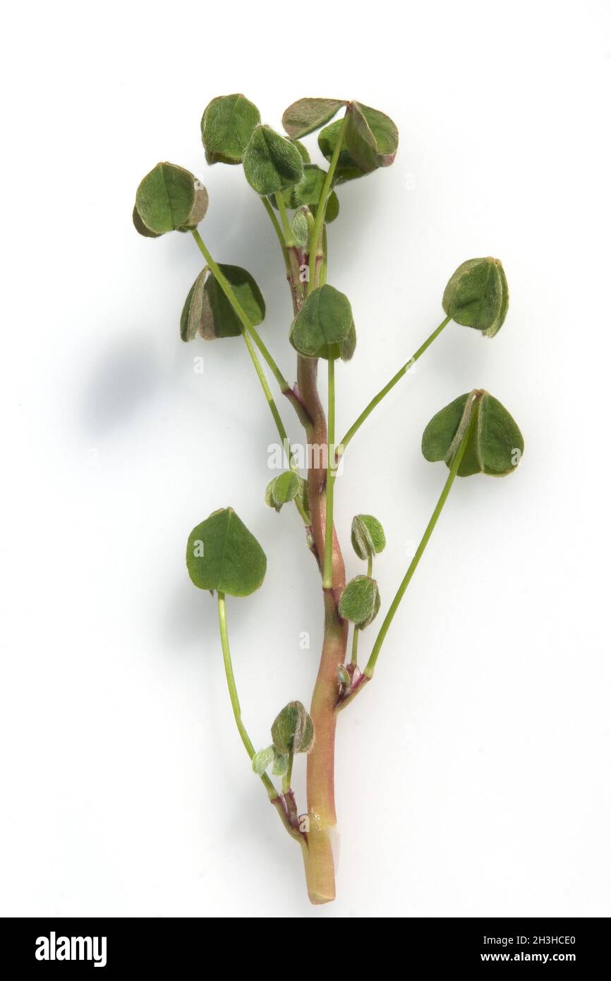 Sorrel root hi-res stock photography and images - Alamy