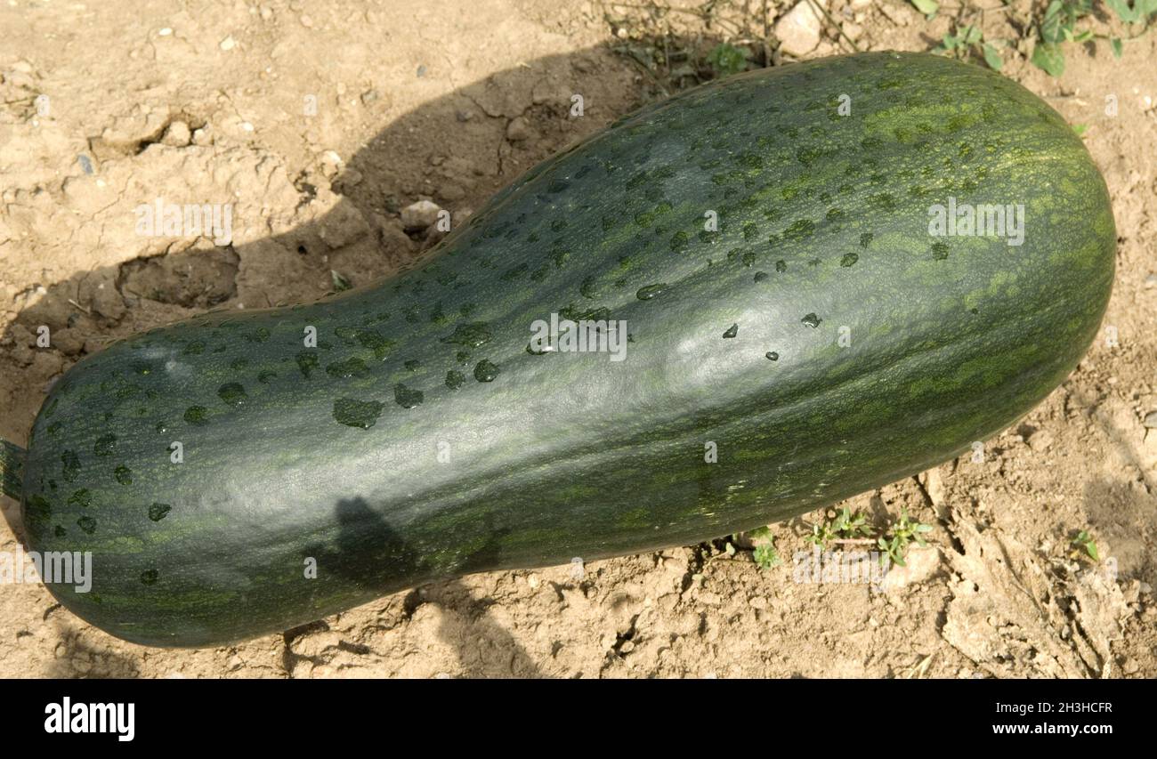 Piena di napoli hi-res stock photography and images - Alamy