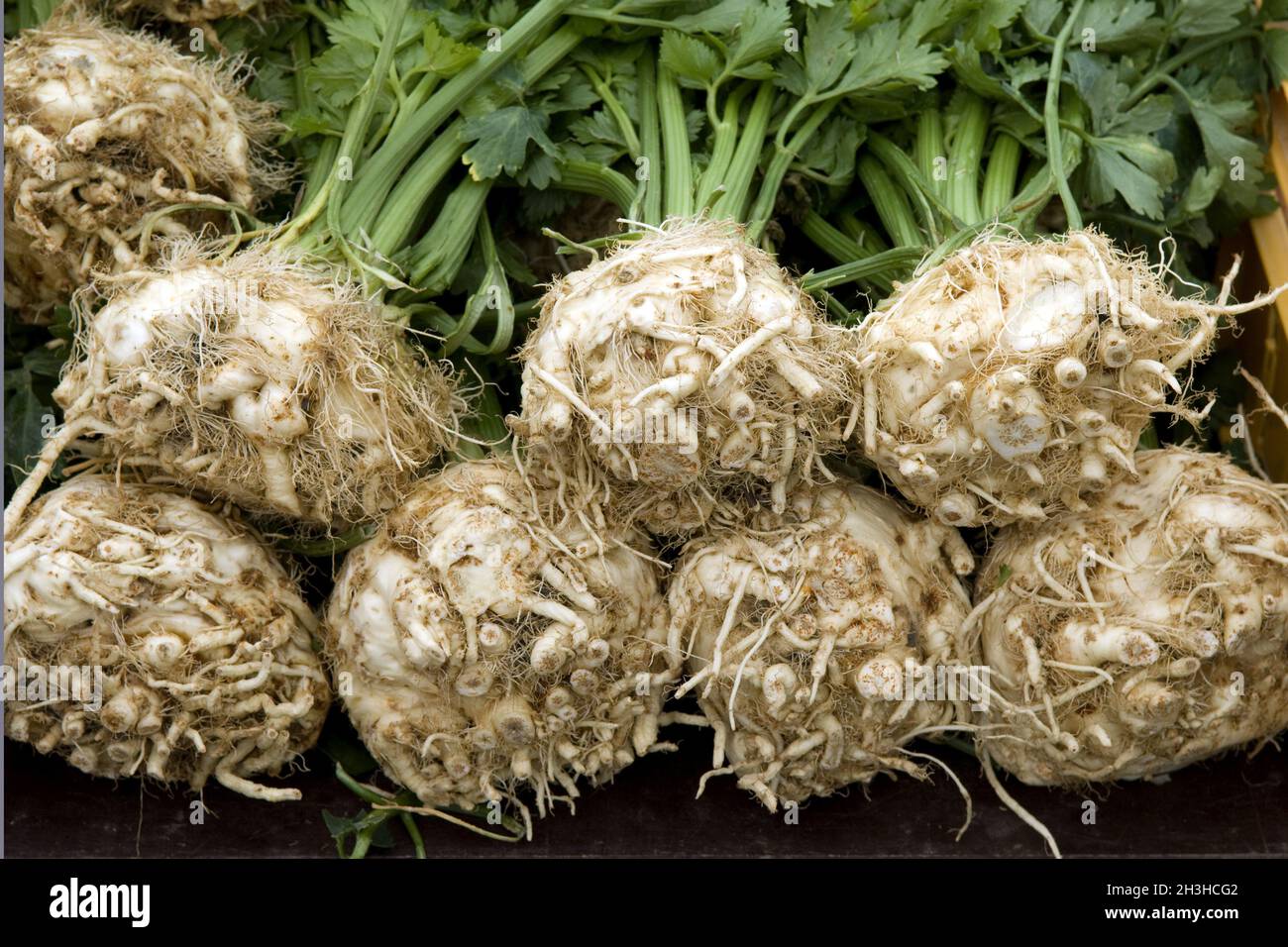 Sellery hi-res stock photography and images - Alamy