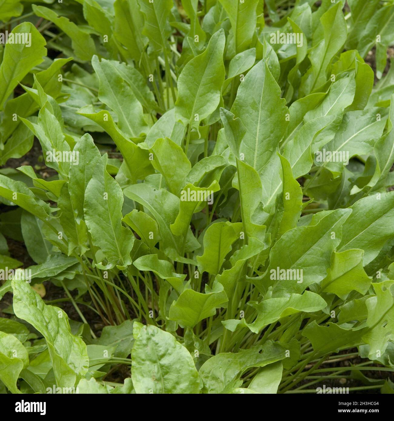 Sorrel; Rumex acetosa Stock Photo - Alamy