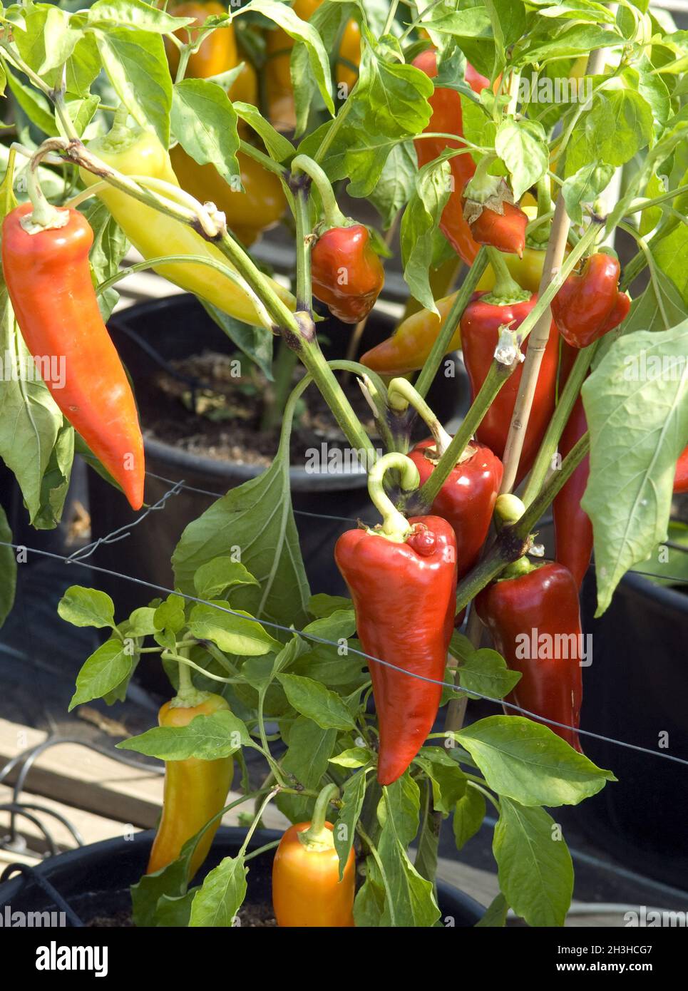 Pritavit hi-res stock photography and images - Alamy