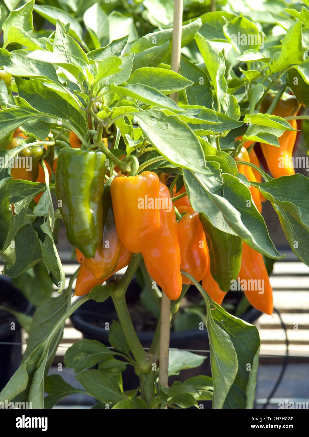 Oranos High Resolution Stock Photography and Images - Alamy