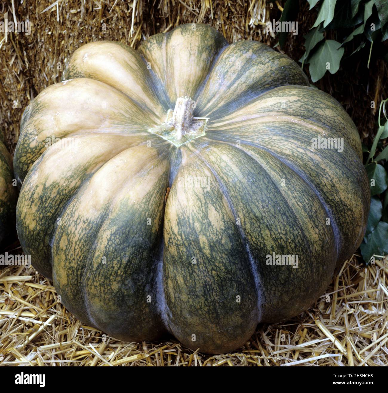 SpeisekÂ¸rbis, Muscat de Provence Stock Photo - Alamy