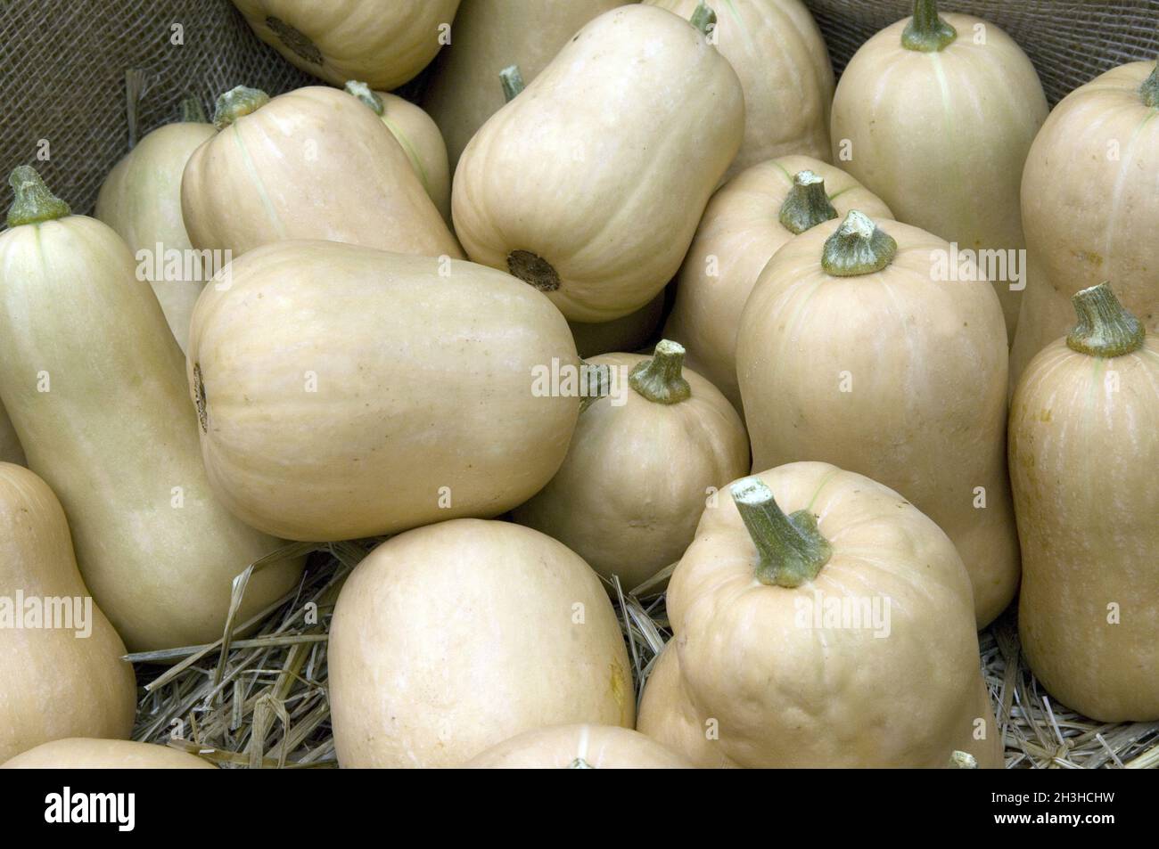 Edible pumpkins; Butternut Stock Photo - Alamy