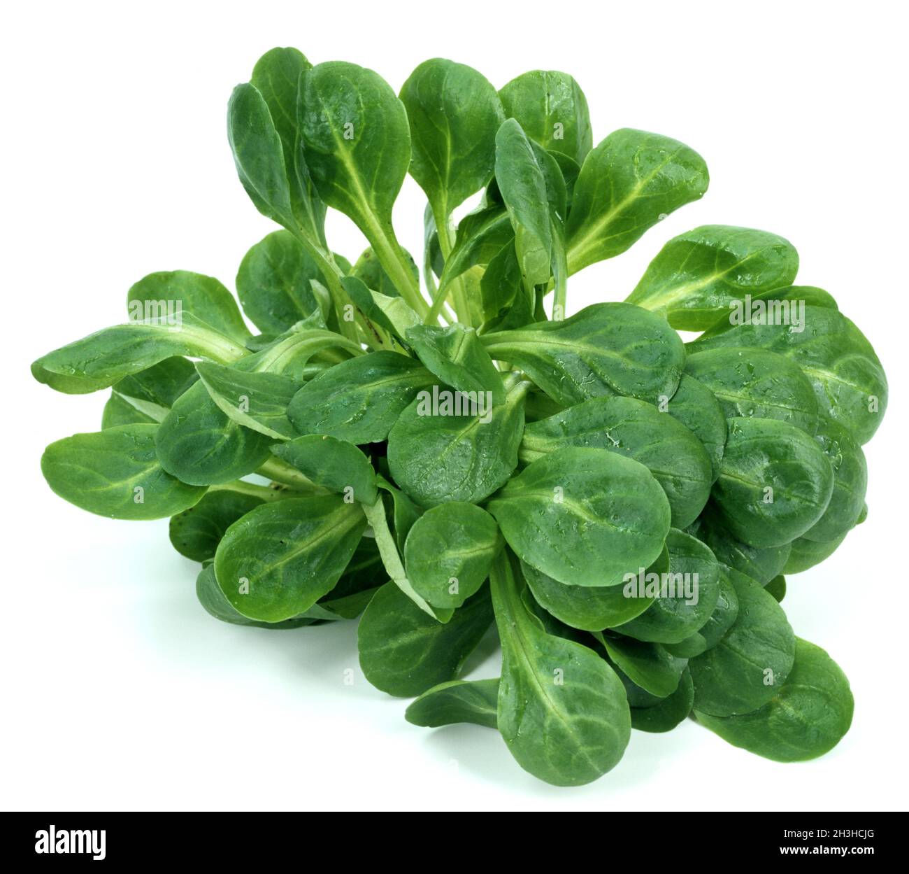 Spinat spinacia oleracea hi-res stock photography and images - Alamy