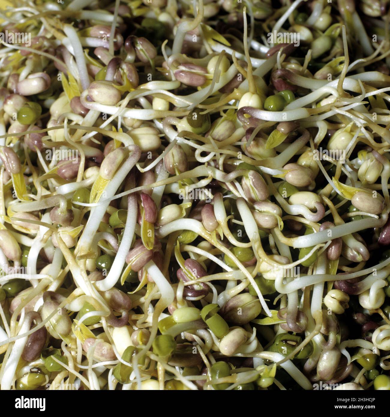 Soybean germ hi-res stock photography and images - Alamy