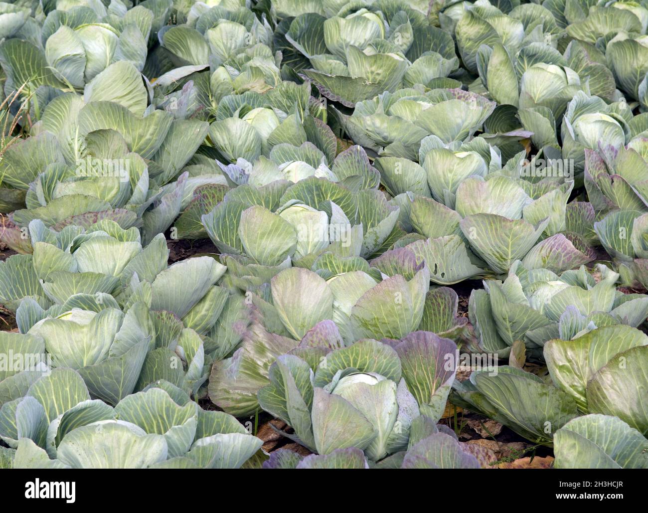 White Cabbage, Cabbage Growing, Cabbage Field Stock Photo - Alamy