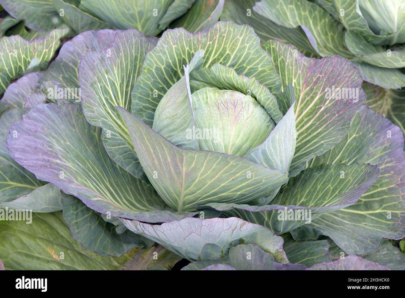 White cabbage, cabbage cultivation Stock Photo - Alamy