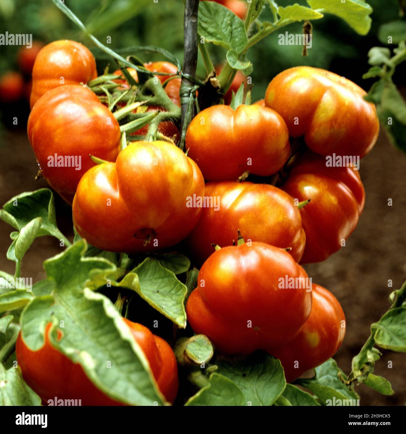 Tomato, open field Earliest Stock Photo - Alamy