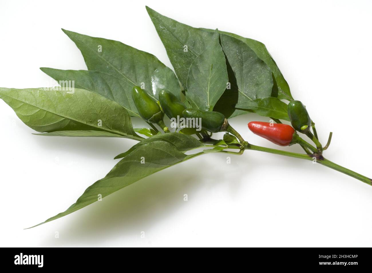 Spanish plants Cut Out Stock Images & Pictures - Alamy