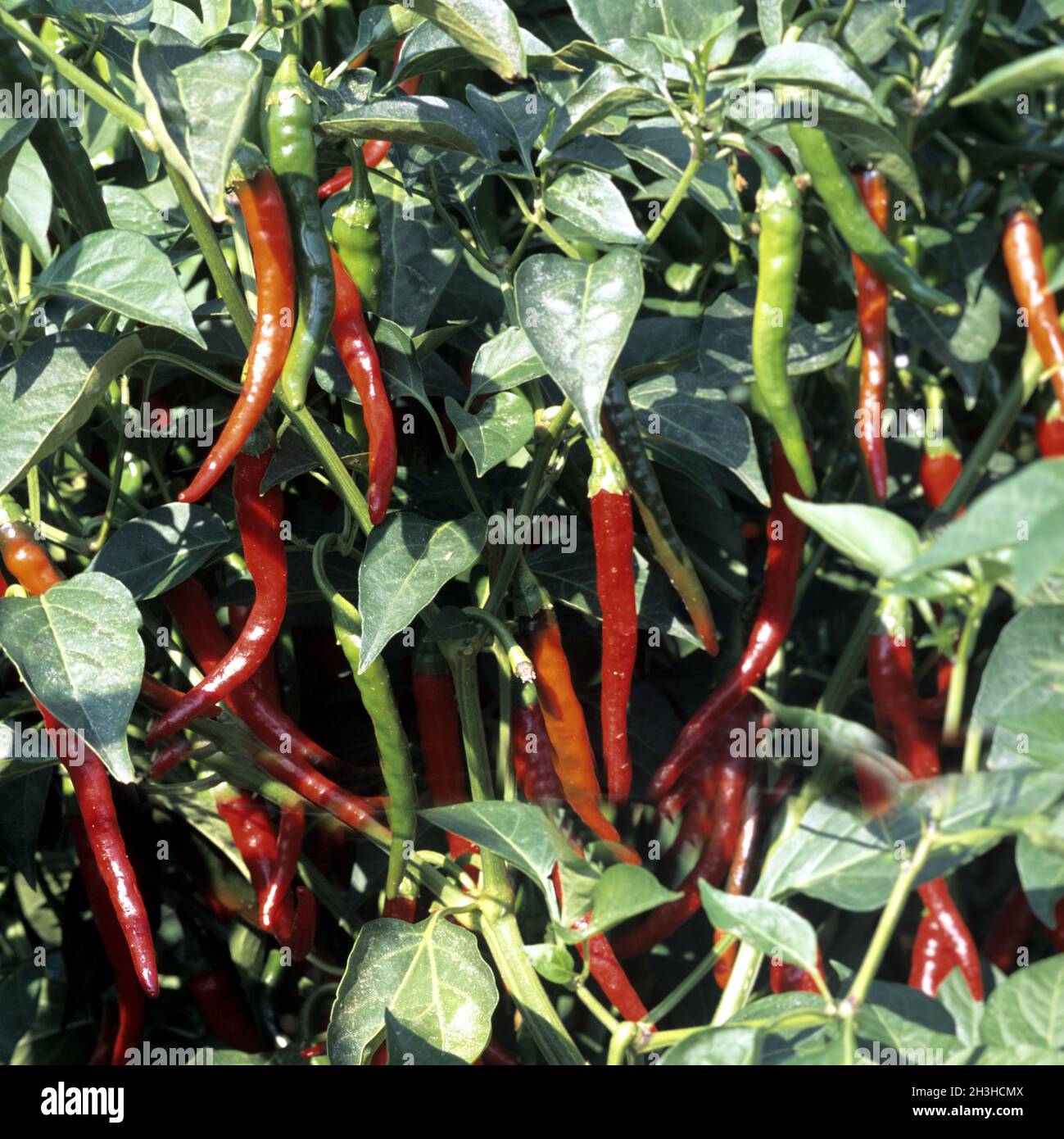 Chili crops hi-res stock photography and images - Alamy