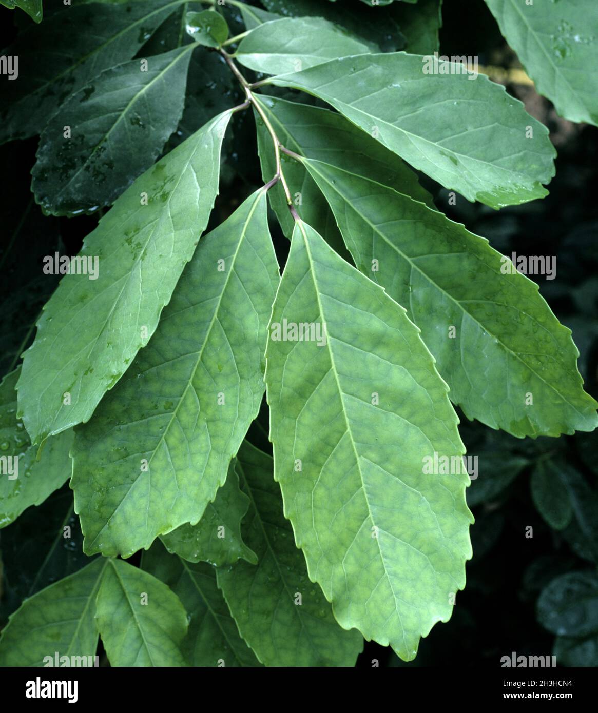 Mate shrub hi-res stock photography and images - Alamy