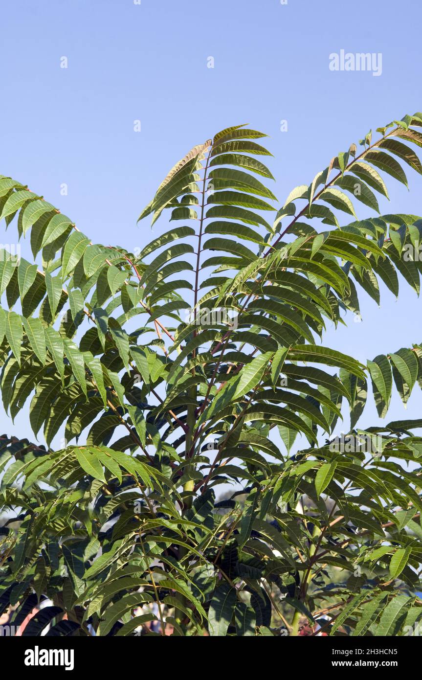 Chinese vegetable tree, tree vegetable, Toona sinensis Stock Photo - Alamy