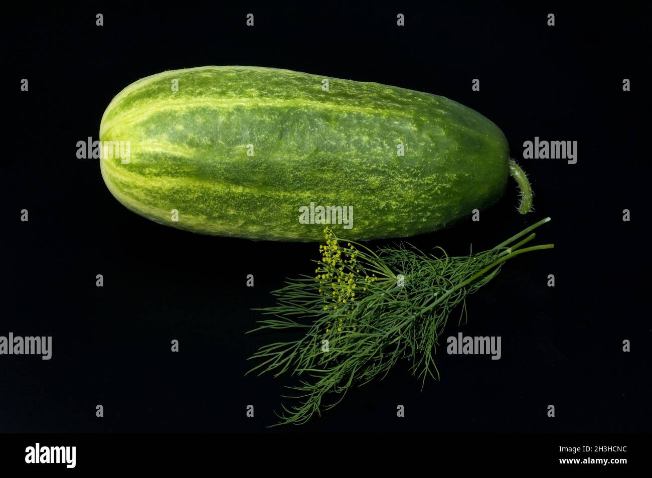 Cumumis sativus hi-res stock photography and images - Alamy