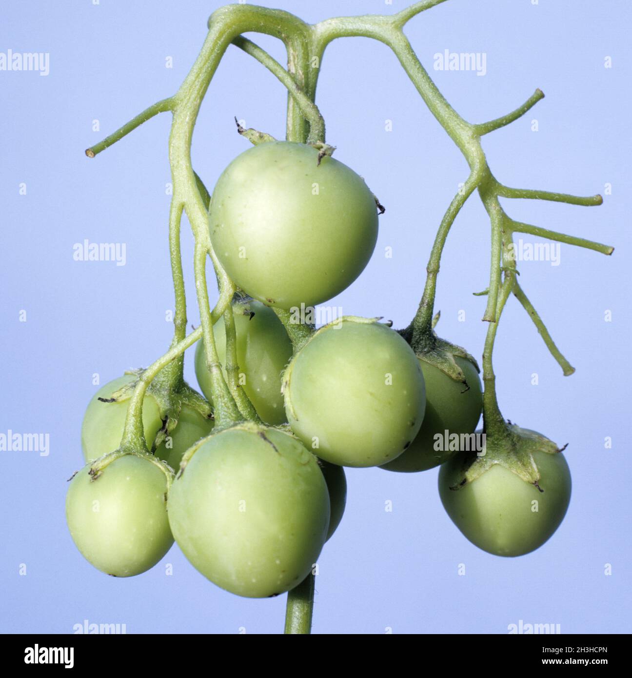 Potato product photography hi-res stock photography and images - Alamy