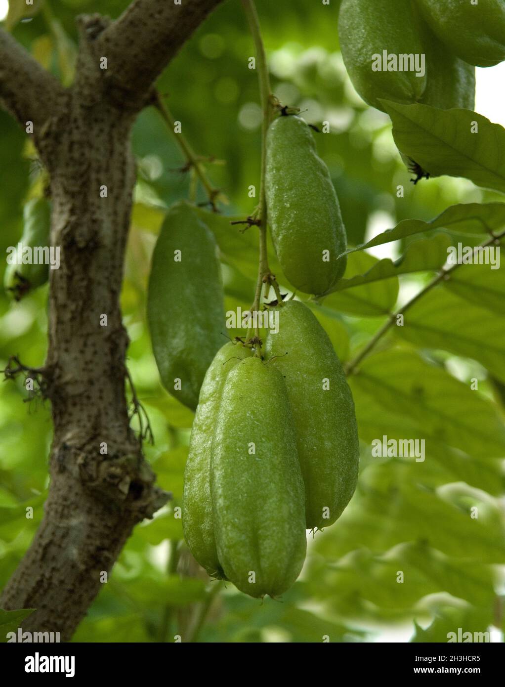 Cucumber tree; Averrhoa bilimbi Stock Photo - Alamy