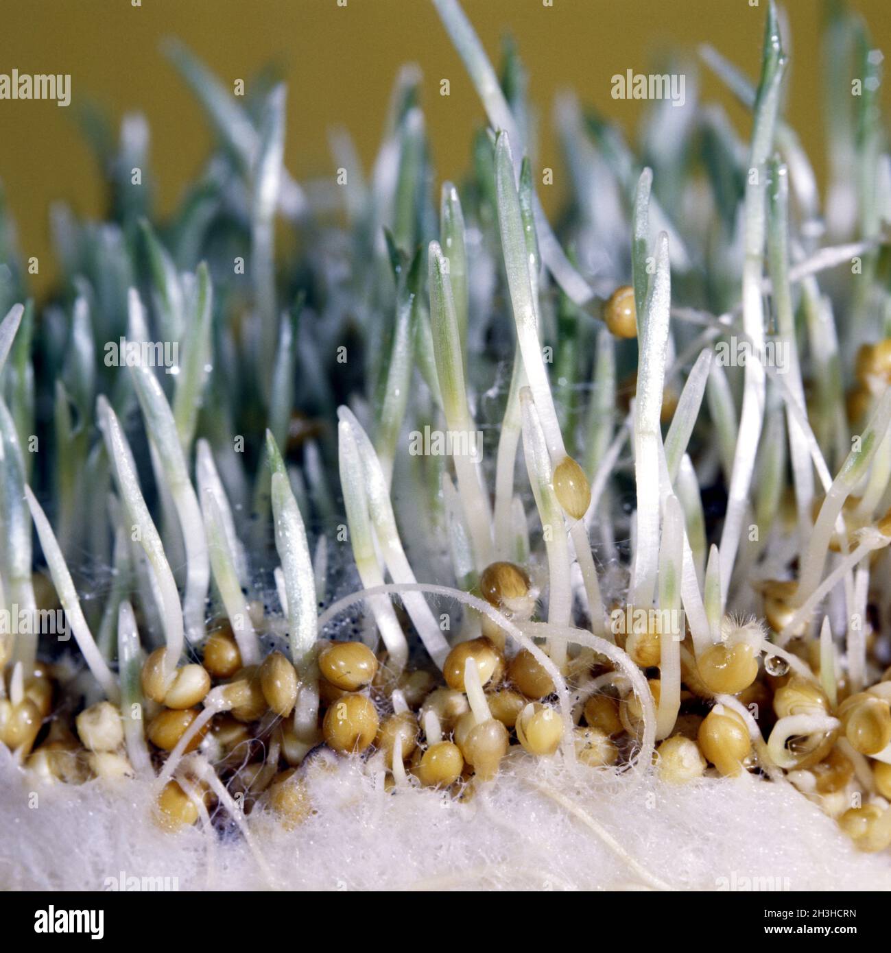 Millet germ, millet seedlings, sprouts Stock Photo - Alamy