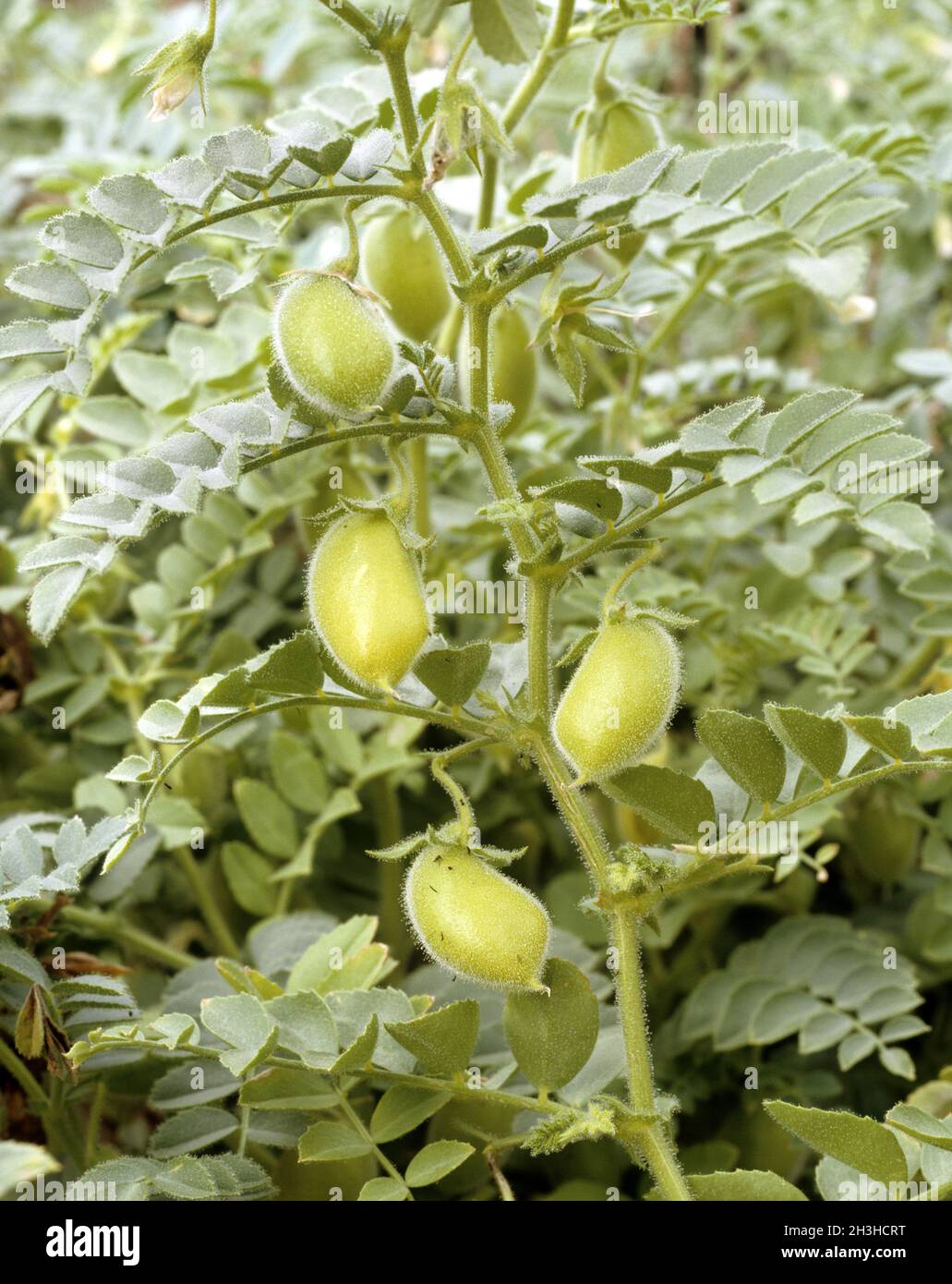 Chickpea; Cicer arietinum Stock Photo - Alamy