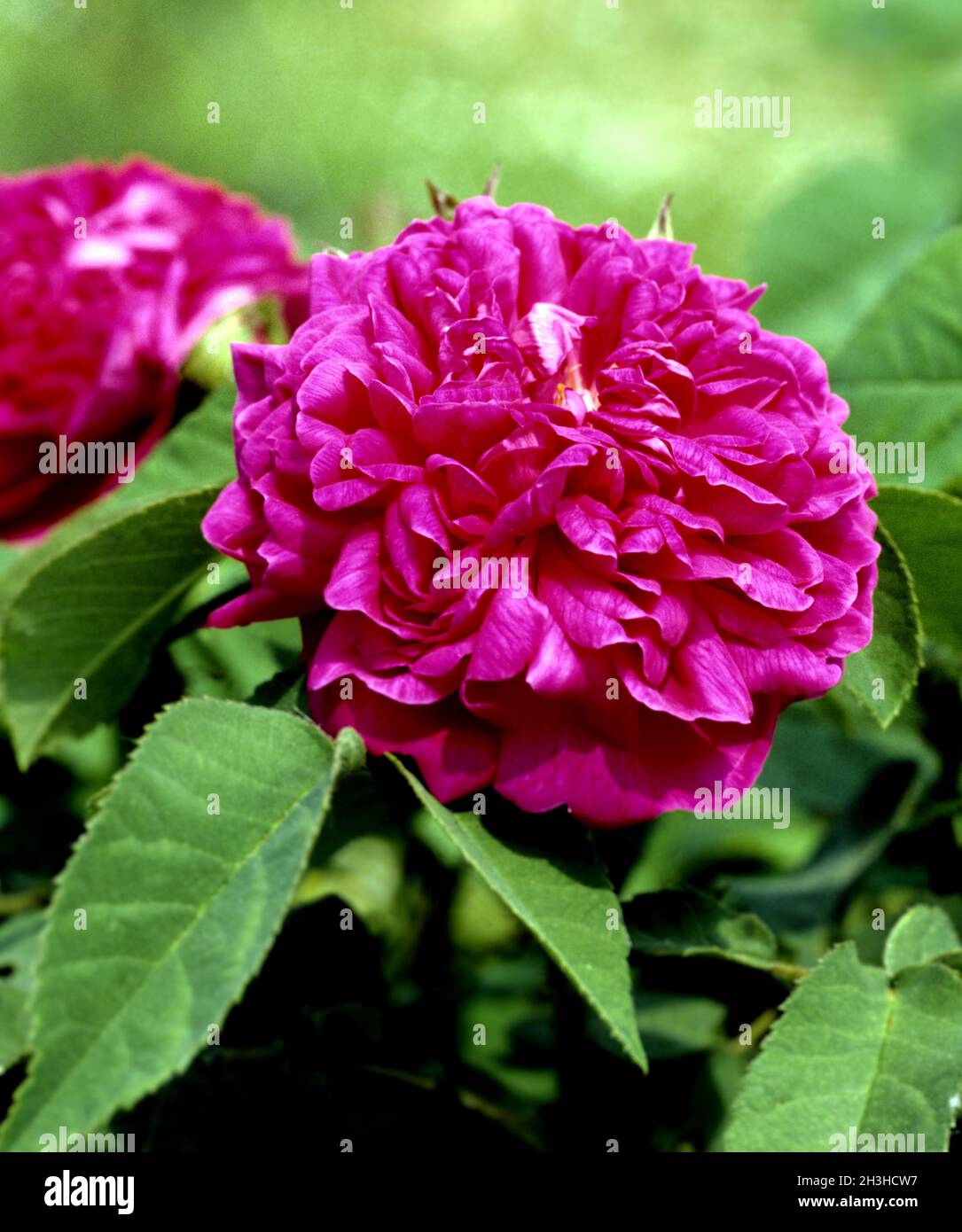 Damascener Rose, Rose de Resht Stock Photo - Alamy