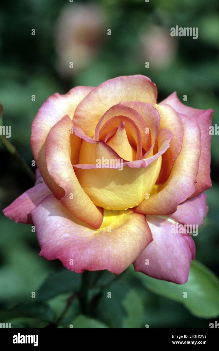 Noble Rose, The World Stock Photo - Alamy