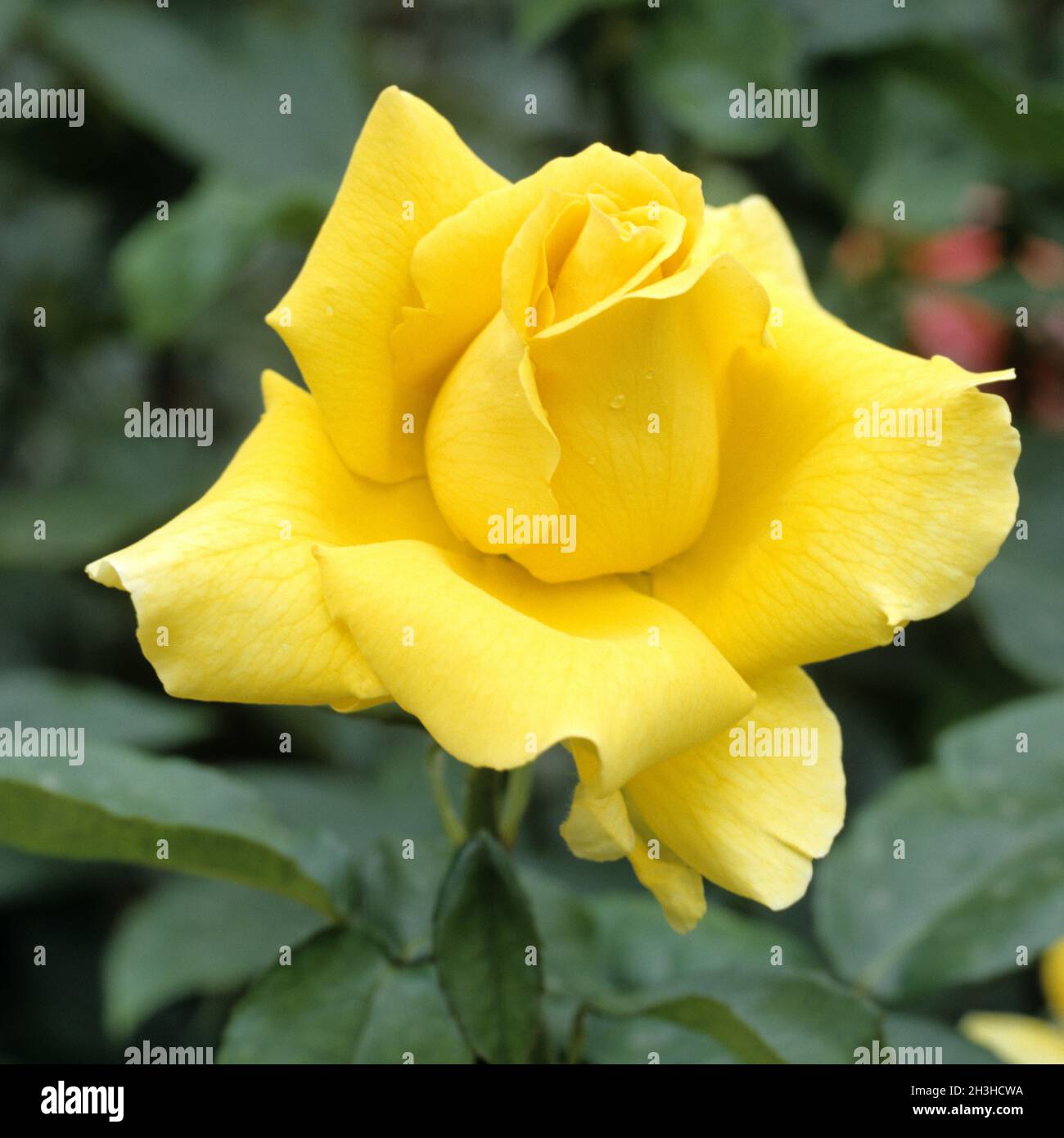 The fragrance of roses hi-res stock photography and images - Alamy