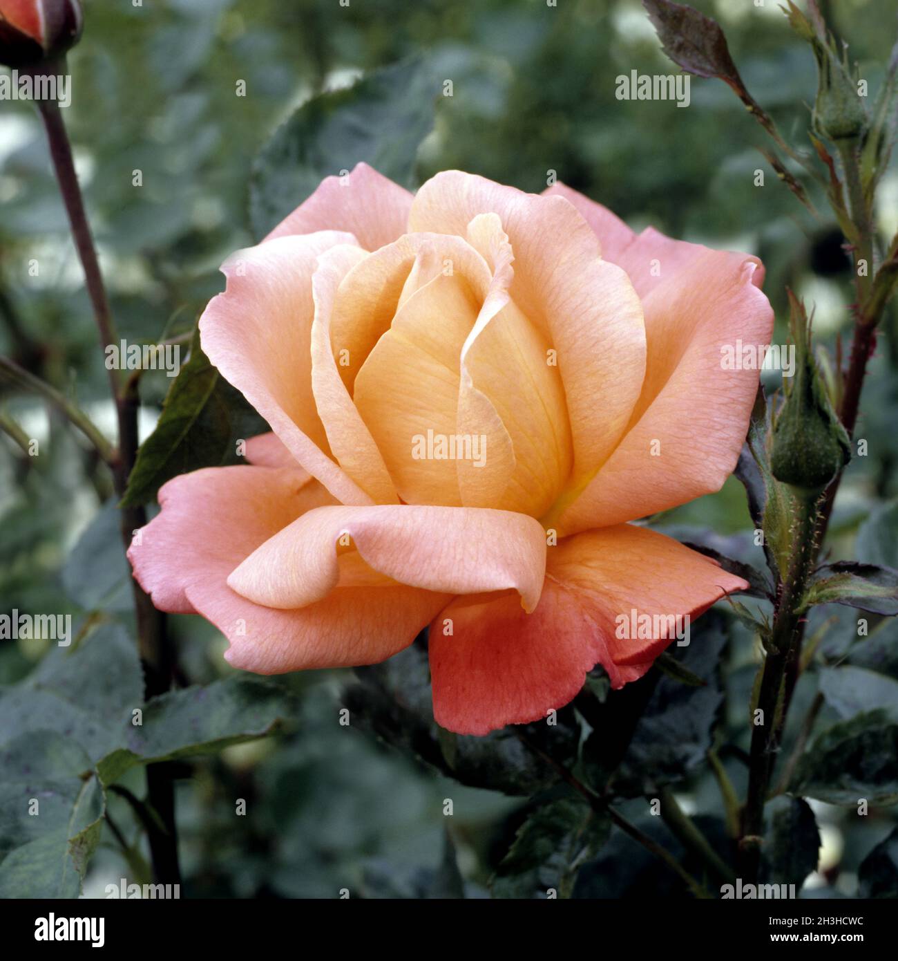 Alexis rose hi-res stock photography and images - Alamy