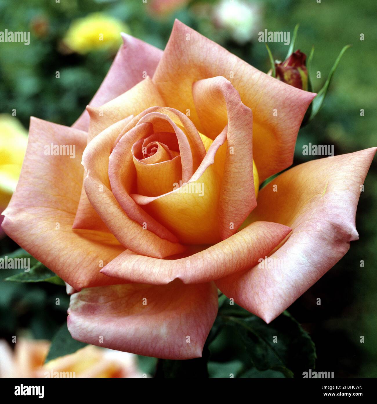 Noble rose, Medima Stock Photo - Alamy