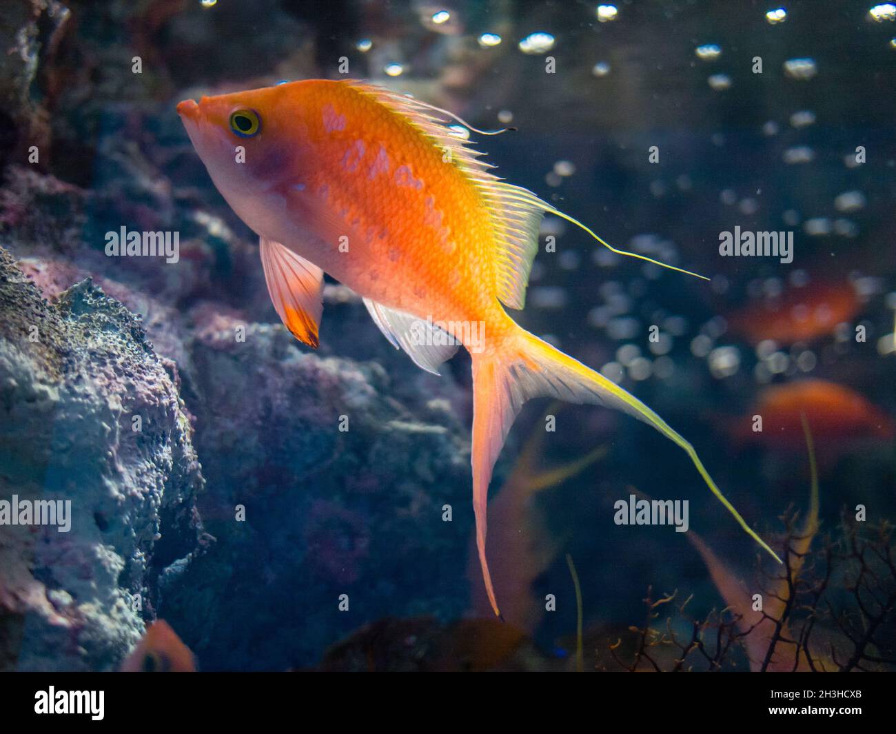 A beautiful orange tropical fish swimming in water Stock Photo - Alamy