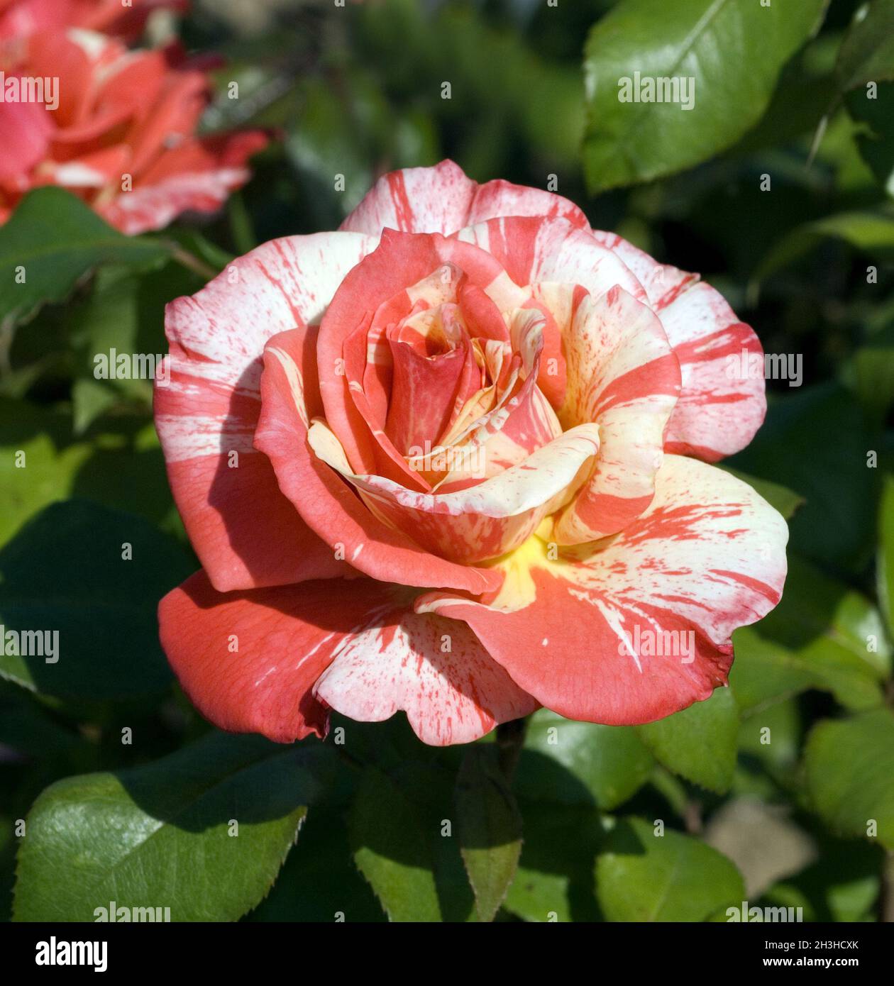 Noble rose; Philately Stock Photo - Alamy