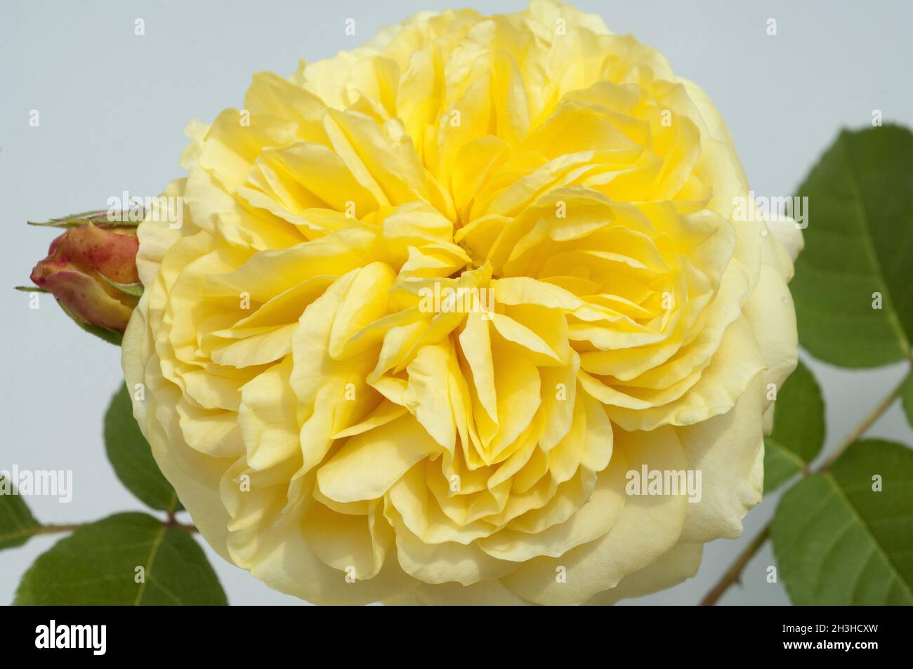 David austin fragrant english rose hi-res stock photography and images ...