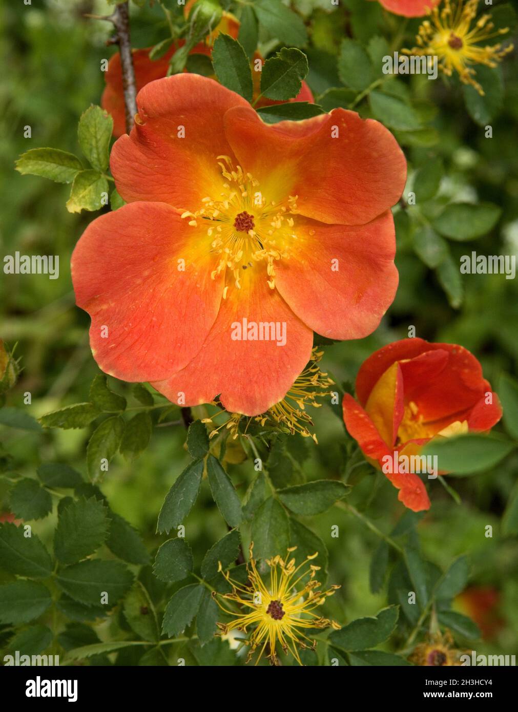 Fox rose hi-res stock photography and images - Alamy