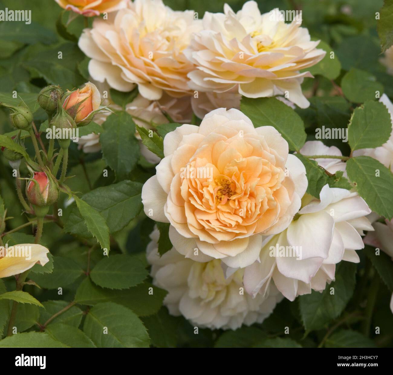 English rose; Grace Stock Photo - Alamy