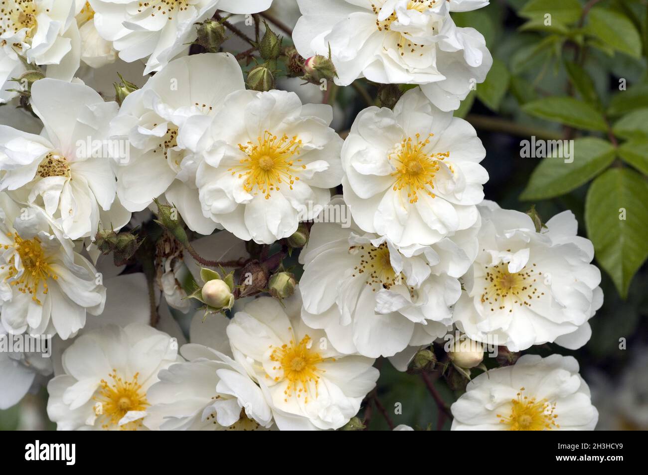 Kletterrose; Bobby James Stock Photo - Alamy