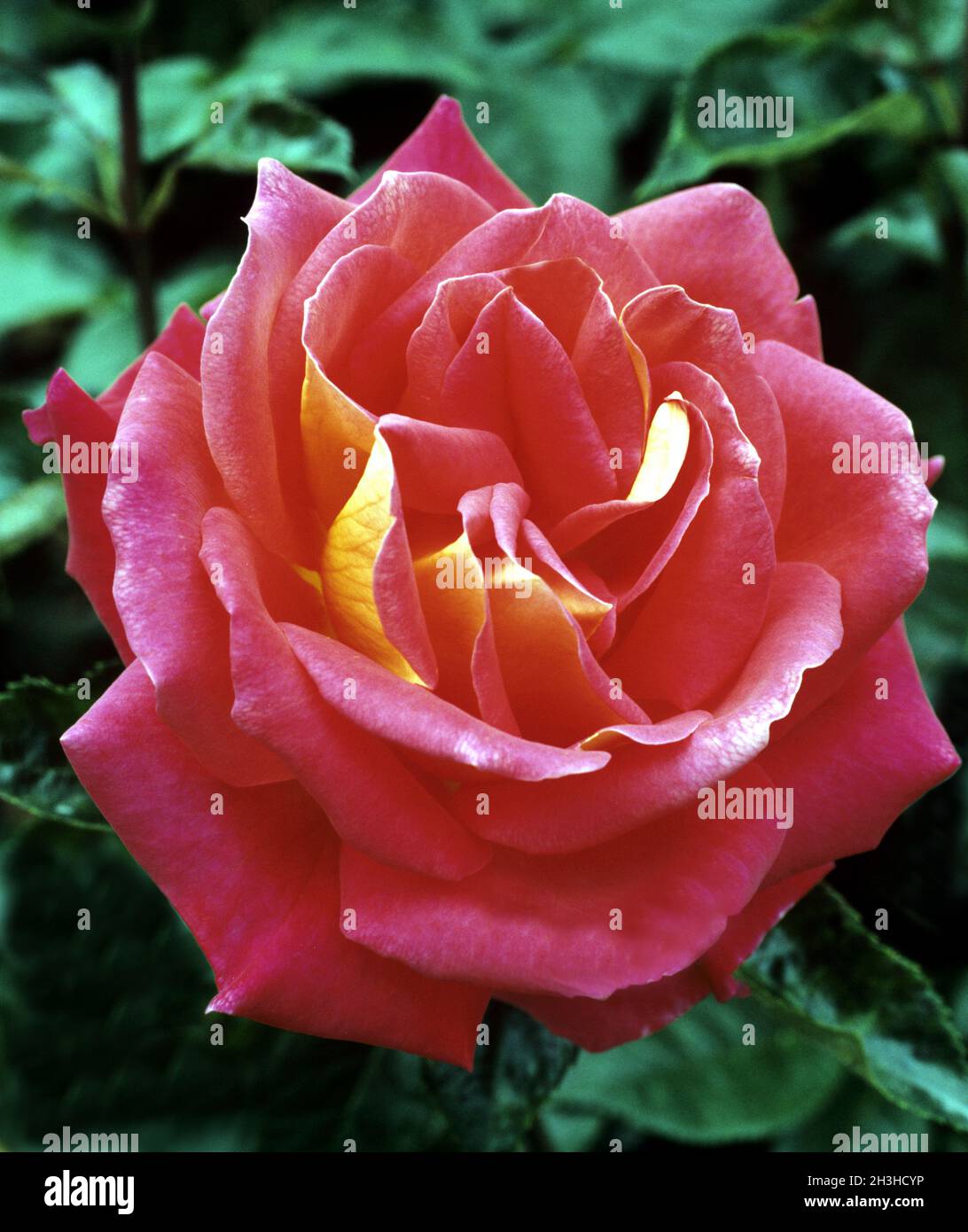 Noble rose; fragrance Berlin Stock Photo - Alamy